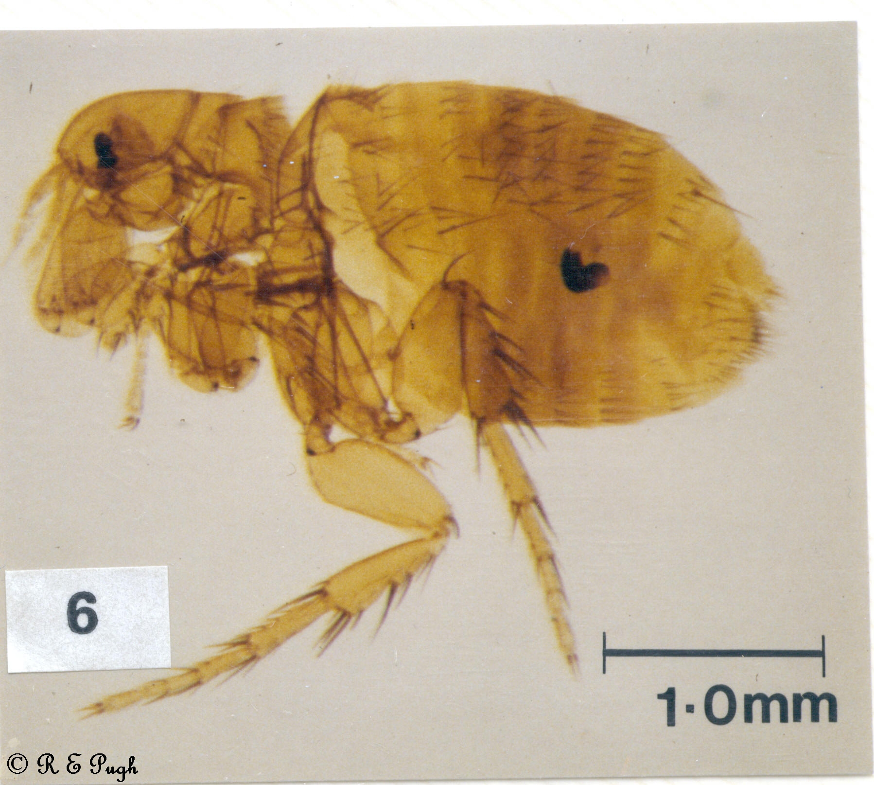 Xenopsylla Cheopis Wikiwand
